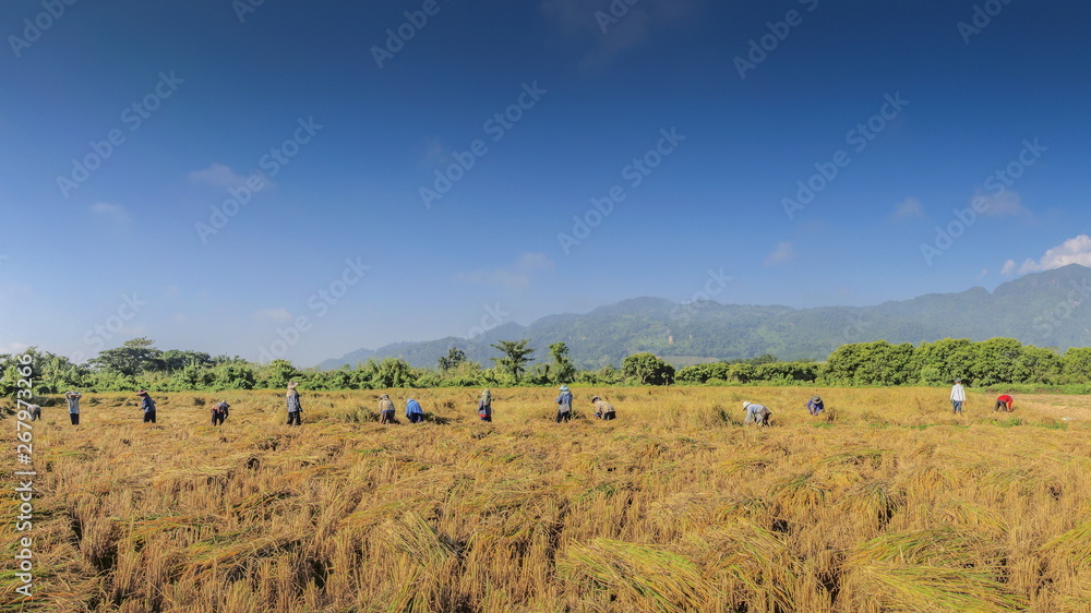 view a group of Thai Farmer reaping, cut rice paddy by Sickle in rice ...