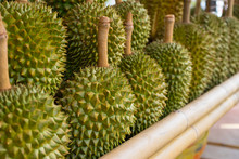 Singapore Durian Fruit Free Stock Photo - Public Domain Pictures