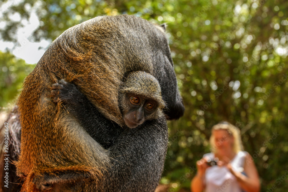 Baby Sykes' Samango monkey (Cercopithecus albogularis) holds onto her ...