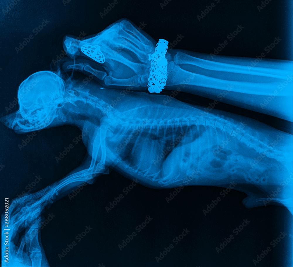 Photo Stock X-ray of a small dog. X-ray chihuahua. A picture of a dog's ...