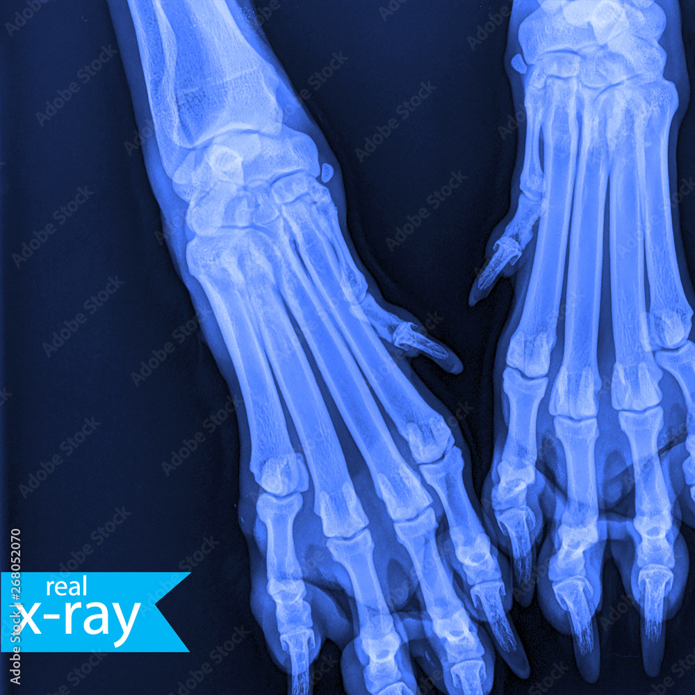 X-ray picture of a dog. Dog's paws. Joints, bones, muscles. A real X ...