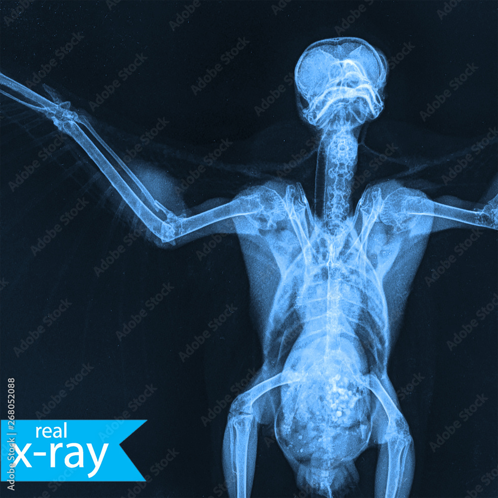 This x-ray. Bird skeleton The skeleton of a crow. Professional x-ray ...