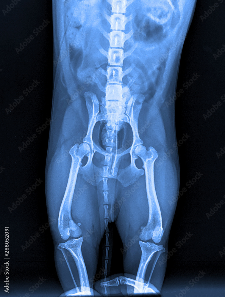 X-ray picture of a dog. The hip of a dog. Taz, joints, bones, tail ...