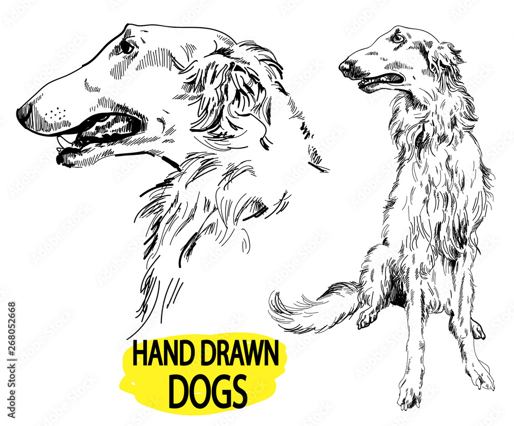 Russian Borzoi. Drawing by hand in vintage style. Dog breeds. Stock ...