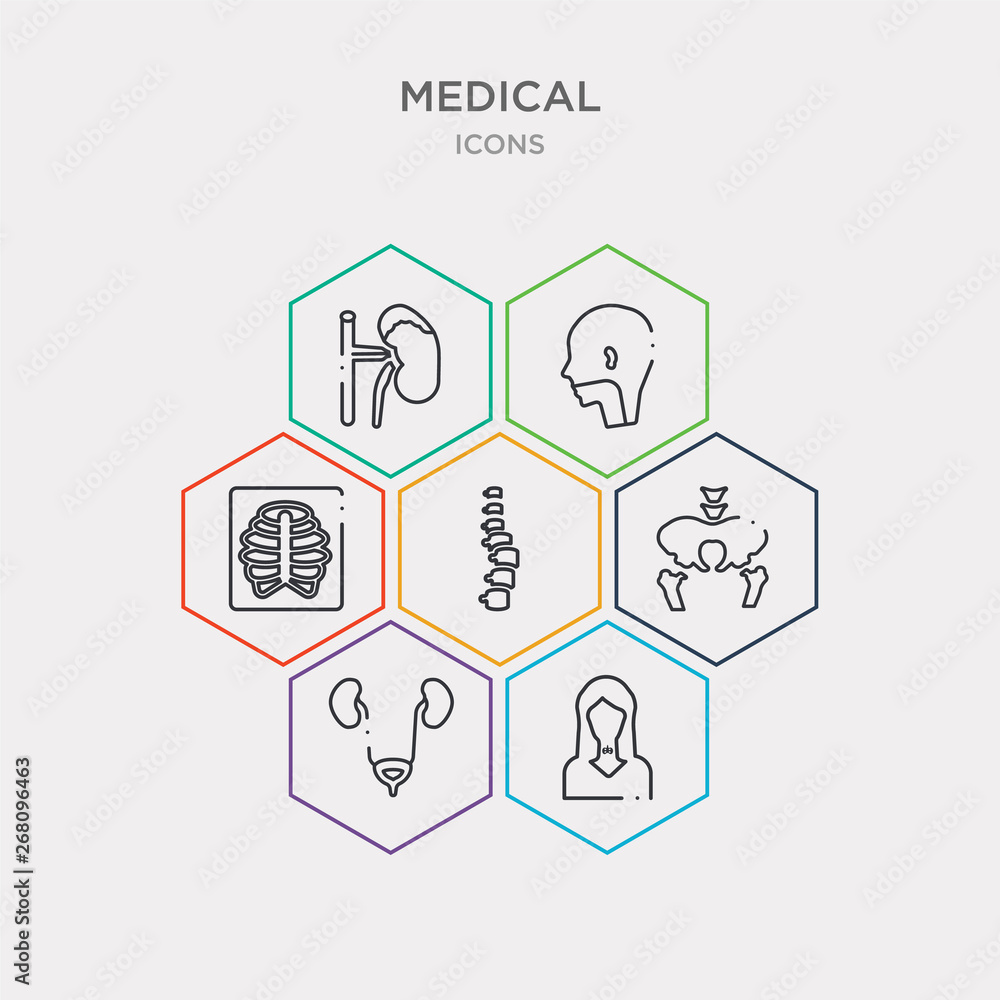 simple set of thyroid gland, bladder, pelvic area, vertebra icons ...