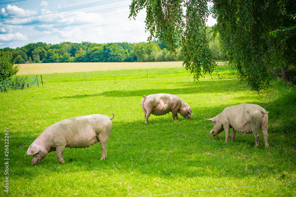 pigs in field. Healthy pig on meadow Stock Photo | Adobe Stock