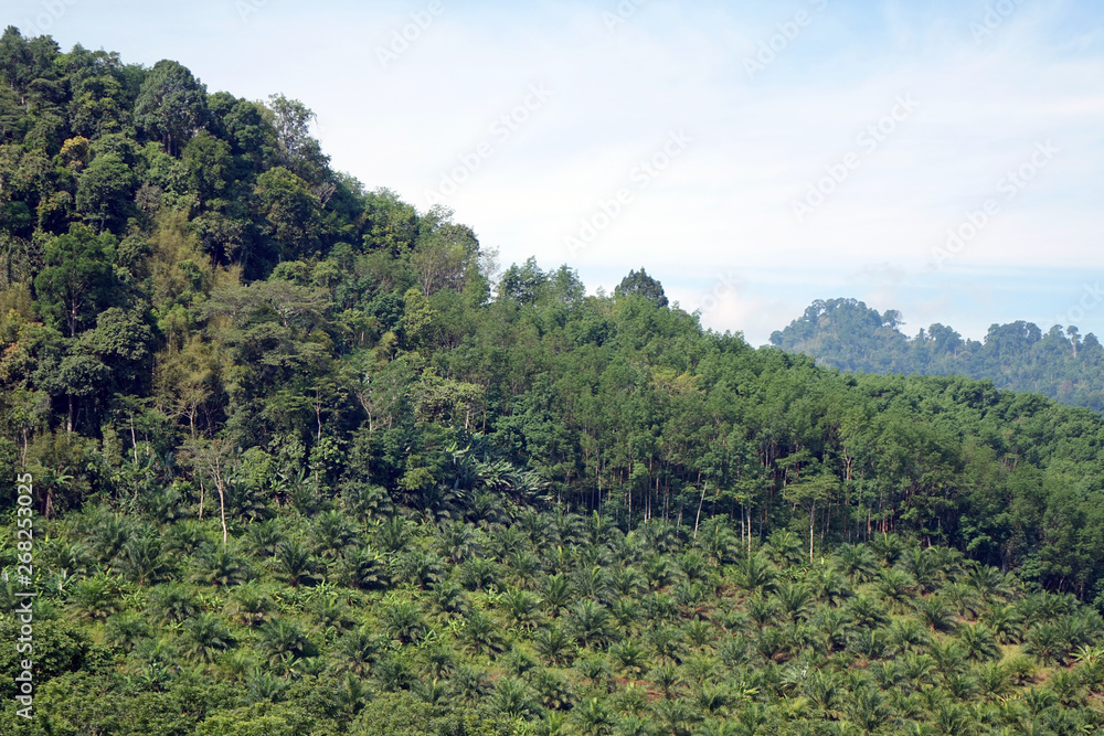 Plantation of Palm oil trees for oil factory destroyed the forest in ...