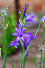 Small Purple Lily Wildflower Free Stock Photo - Public Domain Pictures
