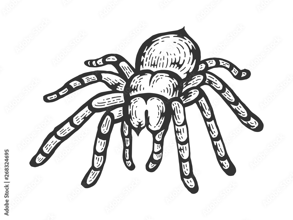 Tarantula Lycosa wolf spider sketch line art engraving vector ...