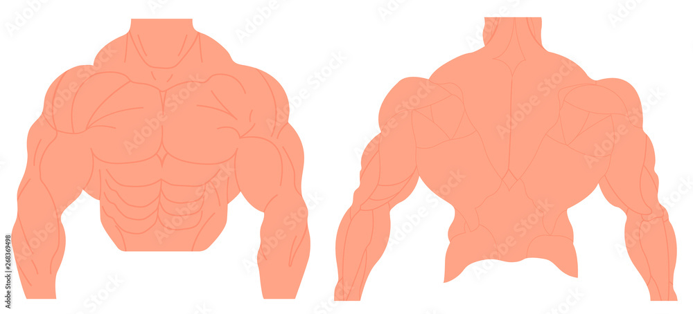 Muscles anatomy of a human body. Male muscular anatomy. Vector ...