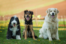 Three Dogs Free Stock Photo - Public Domain Pictures