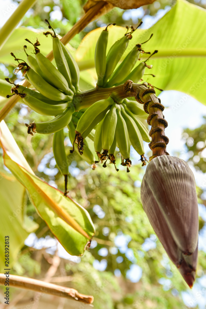 Cooking banana, Rulo, This fruit is like a green Platano but more ...