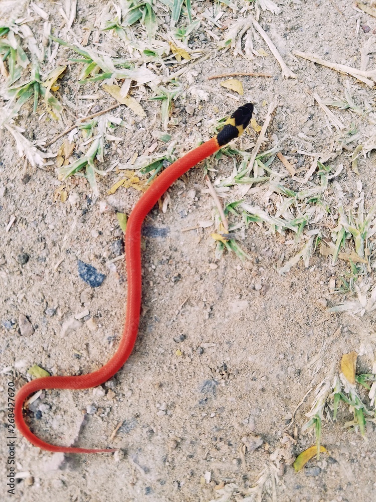 Foto de Stock SERPIENTE BEBE CORAL ROJA Y NEGRO | Adobe Stock