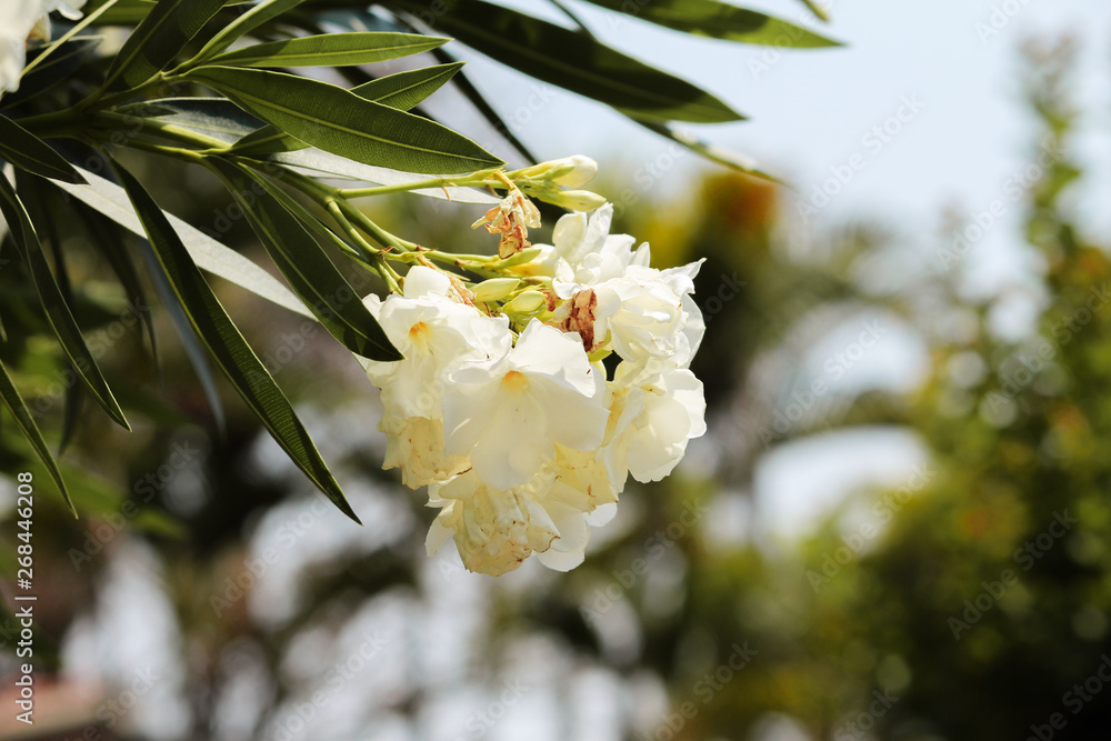 White azalea flower (rhododendron sims ii) Stock Photo | Adobe Stock