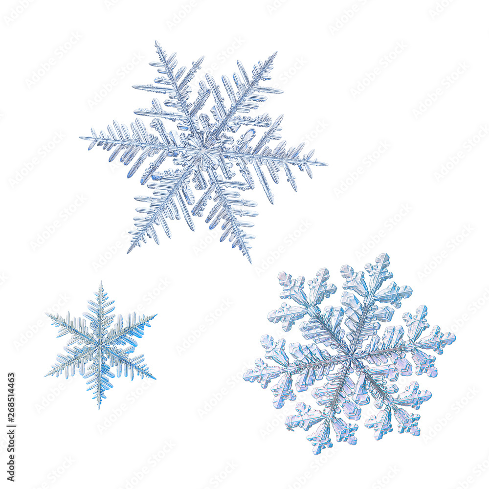 Three snowflakes isolated on white background. Macro photo of real snow ...