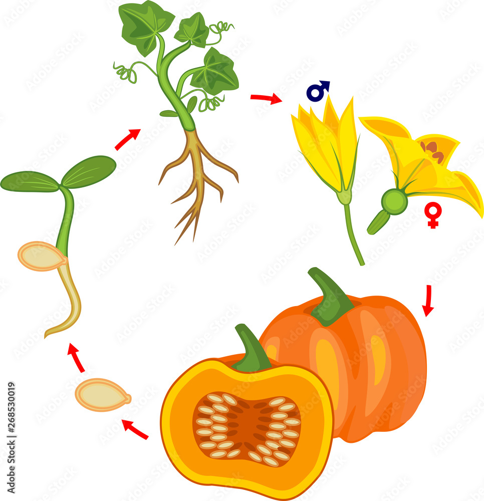 Life cycle of pumpkin plant. Growth stages from seed to green pumpkin ...