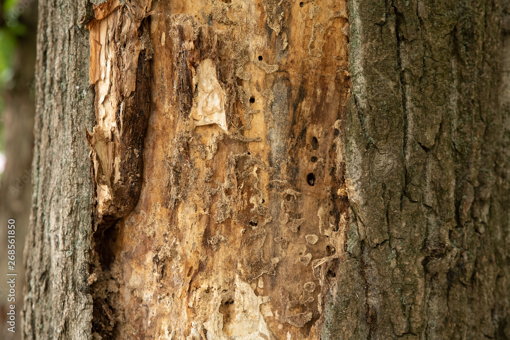 Tree eaten by insects with fallen bark Stock Photo | Adobe Stock