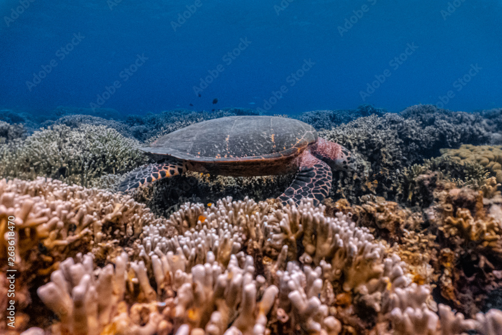 Hawksbill sea turtle swims in the coral reef searching for food. The ...