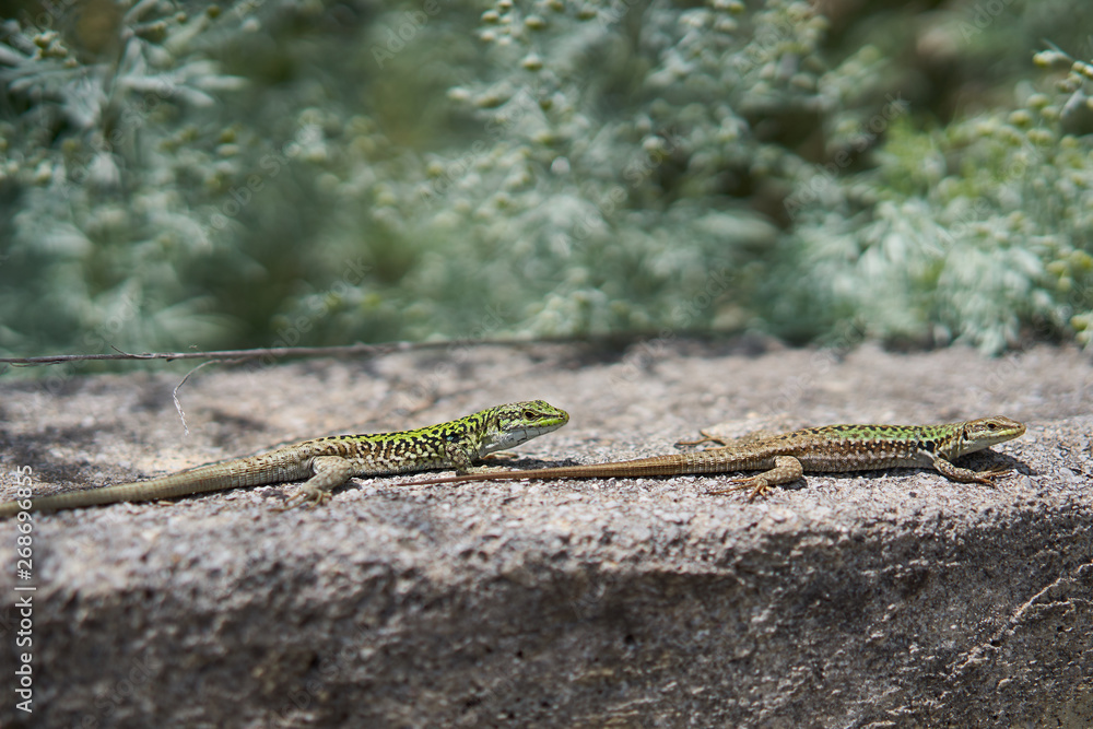 Pair of European green lizards sunning in Sicily, Lacerta viridis, is a ...