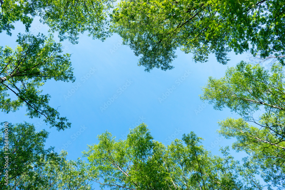 Foto de Stock Looking up through the treetops. Beautiful natural frame ...