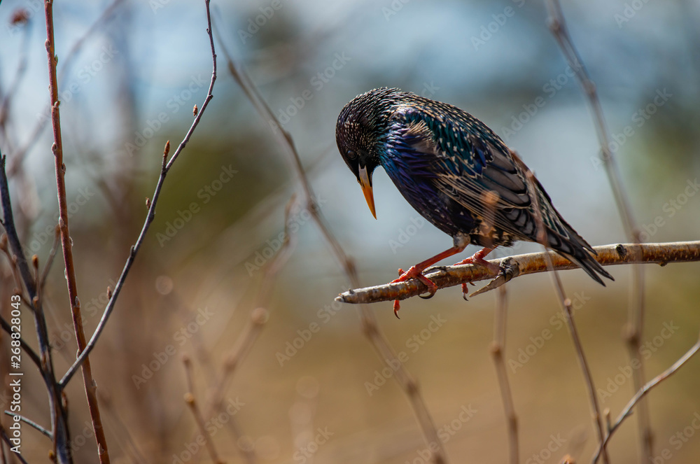 Starlings (lat. Sturnus) is a genus of songbirds from the starling ...