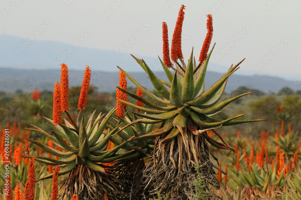 Typical Eastern Cape winter landscape with bright reddish orange ...