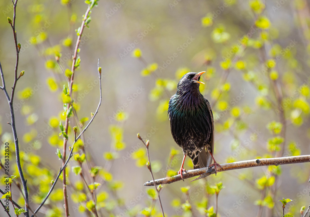 Starlings (lat. Sturnus) is a genus of songbirds from the starling ...