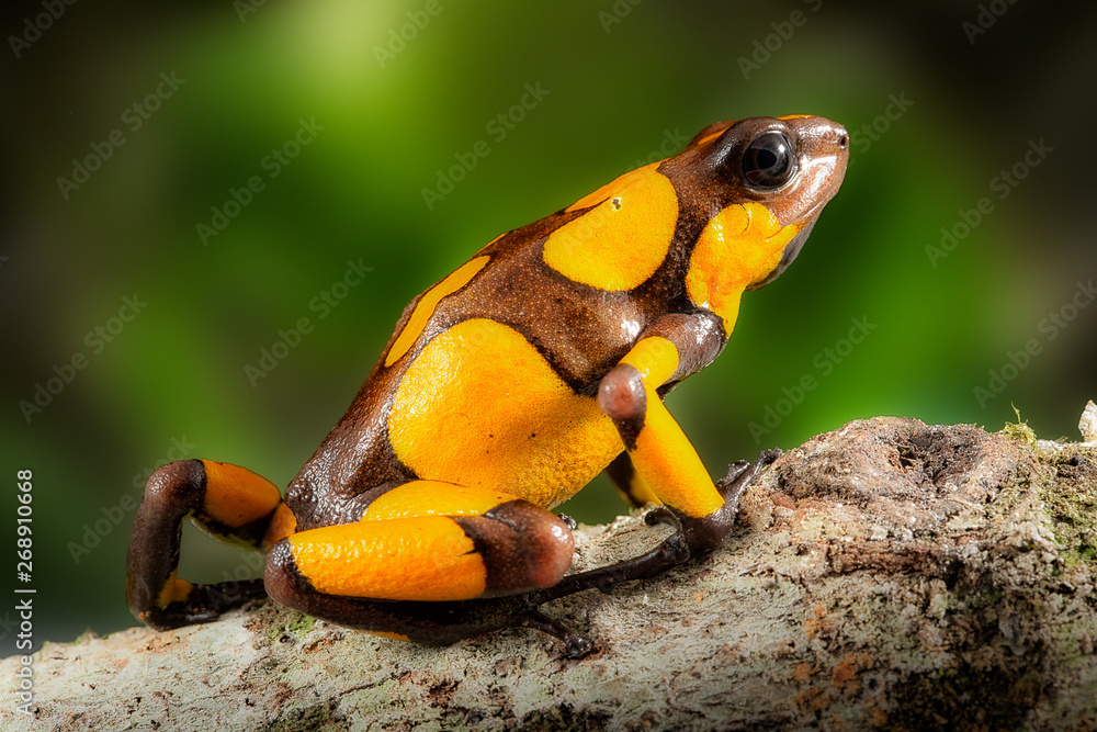 Poison dart frog, Oophaga histrionica. A small poisonous animal from ...