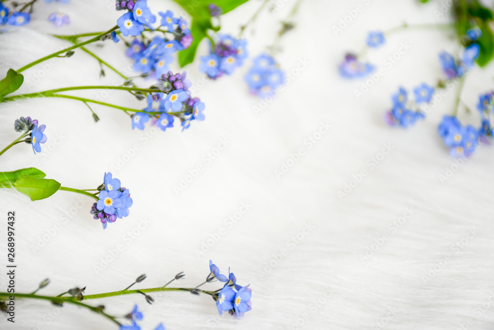 Soft focus the flowering plants Myosotis, Scorpion grasses. sweet tiny ...