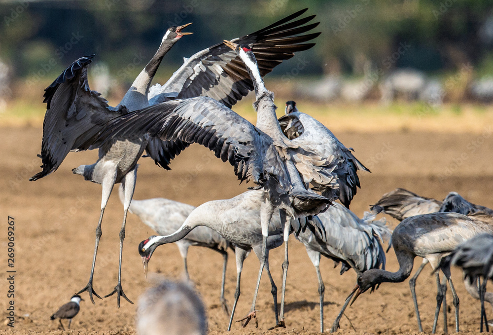 Fotografie Dancing Cranes on arable field. Common Crane or Eurasian ...