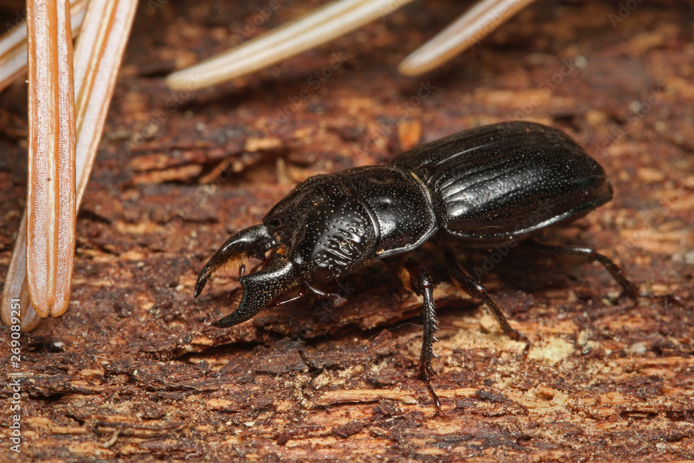 The male of a rare stag beetle Ceruchus chrysomelinus, a criticaly ...