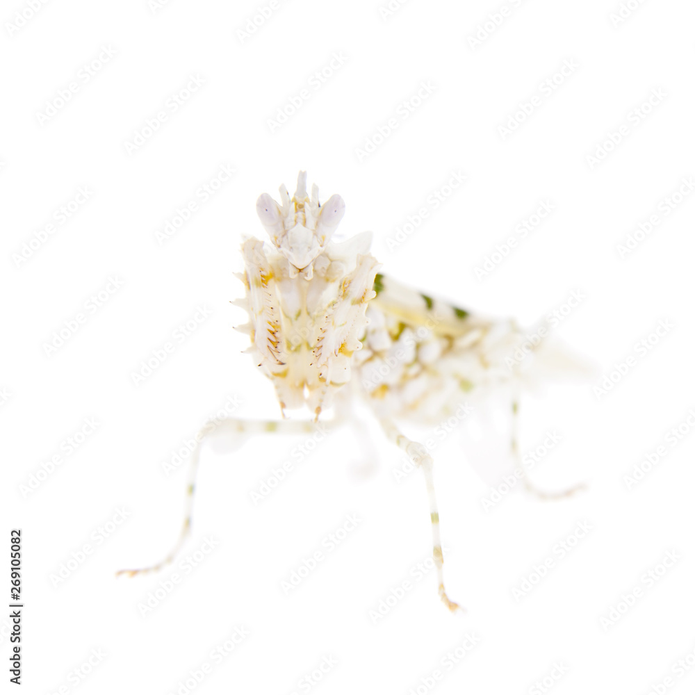 Spiny flower praying mantis, Pseudocreobotra wahlbergii, on white Stock ...