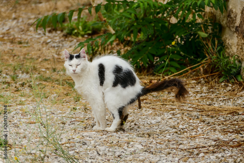 cat taking a dump crap shit poop shitting cat Stock Photo | Adobe Stock
