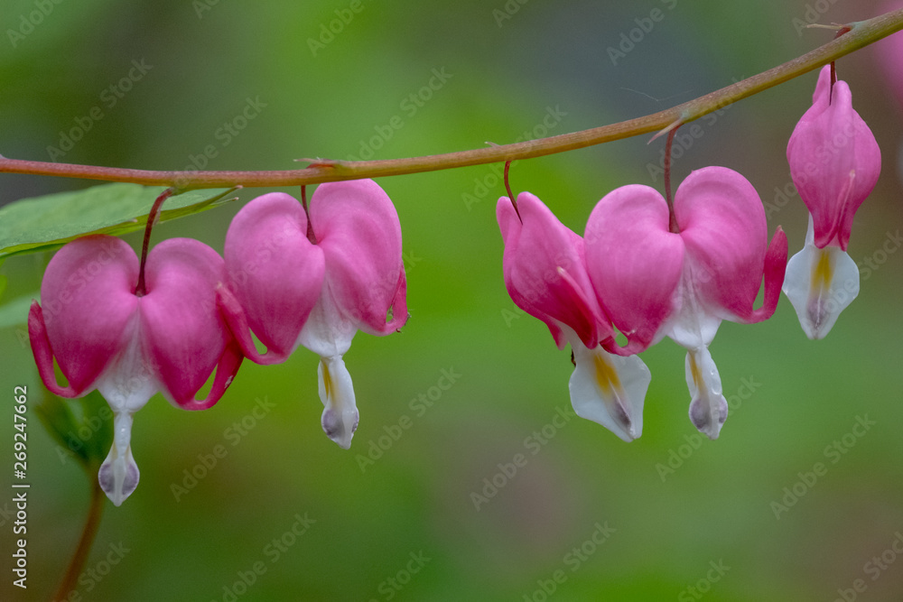 bleeding heart flowers, also known as 'lady in the bath'or lyre flower ...