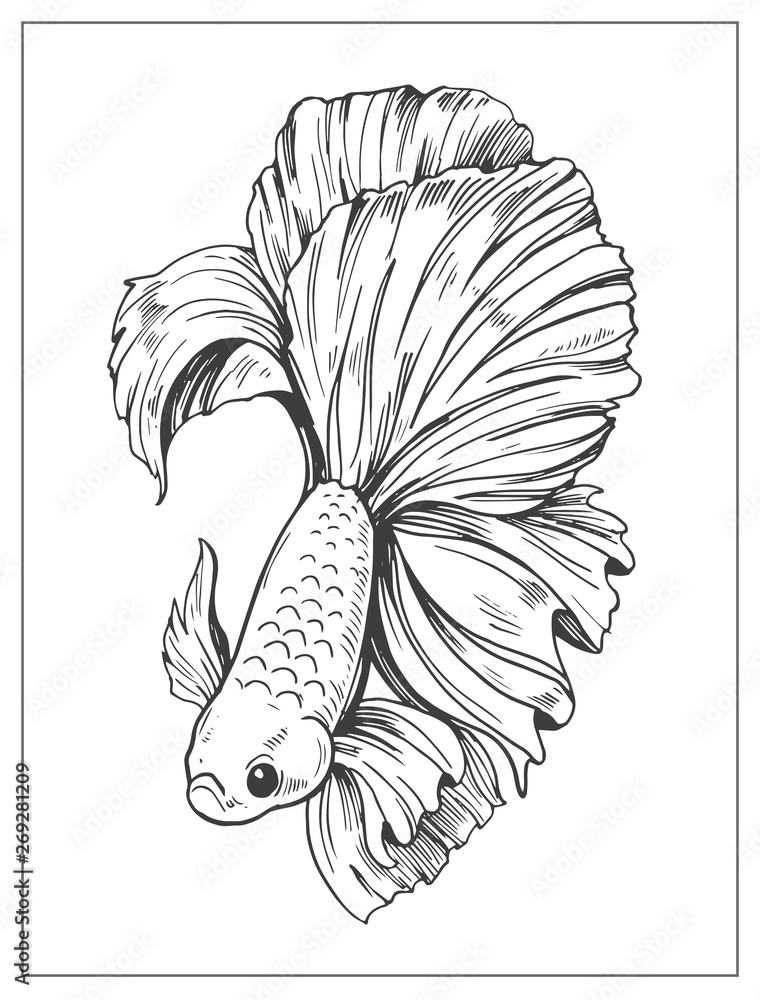 Sketch of gold fish. Outline with transparent background. Hand drawn ...