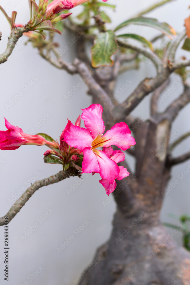 Exotic desert rose flower in garden on light background, toned. Close ...