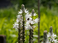 Asphodel Flowers With Leaves Free Stock Photo - Public Domain Pictures
