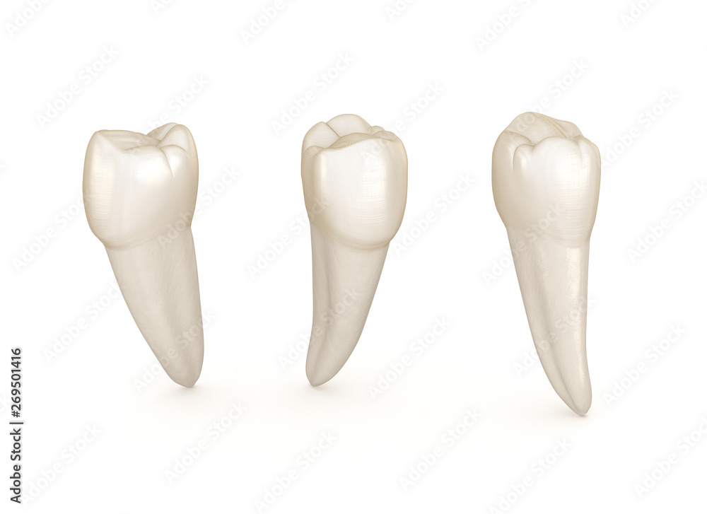Dental anatomy - mandibular premolar tooth. Medically accurate dental ...