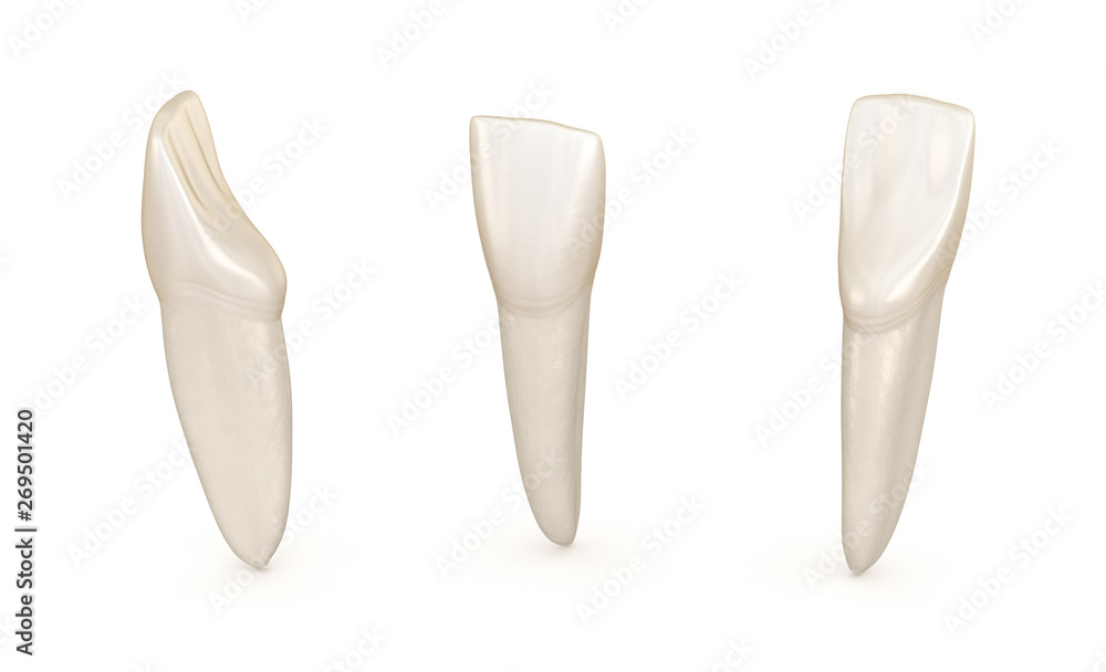 Dental anatomy - mandibular central incisor tooth. Medically accurate ...