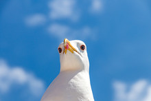 Sea Gull Stare Down Free Stock Photo - Public Domain Pictures