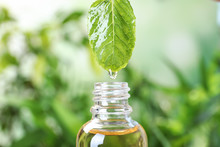Homemade Peppermint Infused Oil Free Stock Photo - Public Domain Pictures