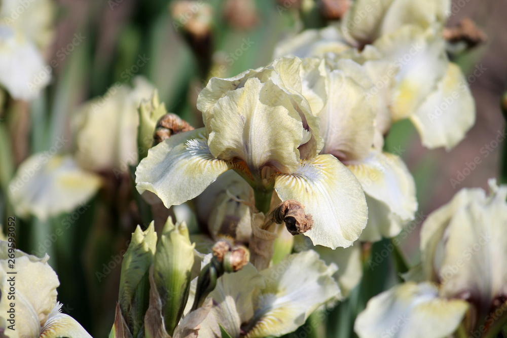 Pale gray iris flower with gold shadings in garden. Cultivar Mrs. Nate ...