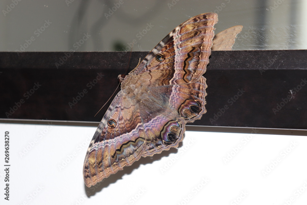 Foto de Stock Mariposa gigante cafe con ojos y garras en las alas ...