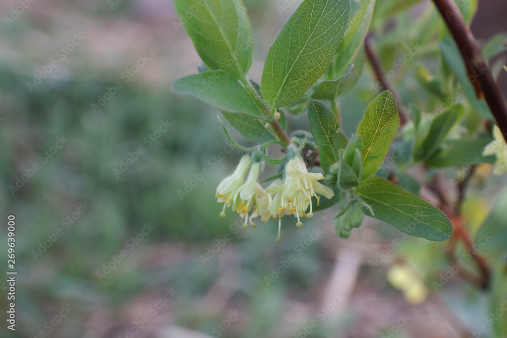 Blue-berried Honeysuckle (Lonicera caerulea var. edulis) blossoms in ...