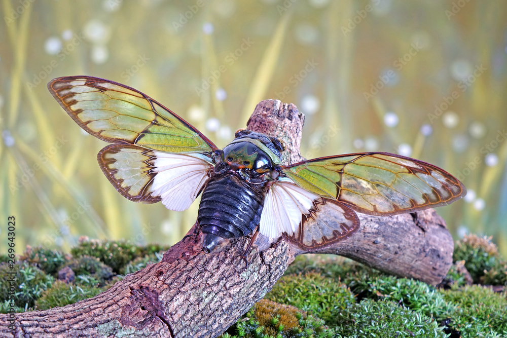 Cicadas : Odd green glasswing Alien head cicada (Salvazana mirabilis ...