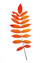 Sumac Leaves In Autumn Free Stock Photo - Public Domain Pictures