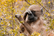 Monos, babuinos 04 Stock de Foto gratis - Public Domain Pictures