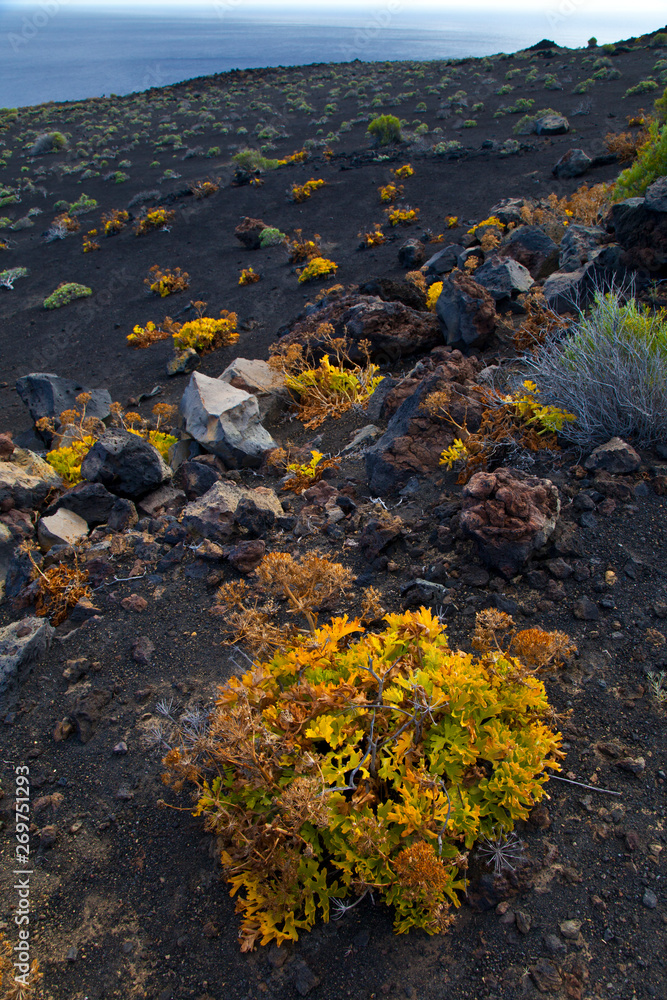 Vegetación en lavas volcánicas. Pueblo Las Caletas. Isla La Palma ...