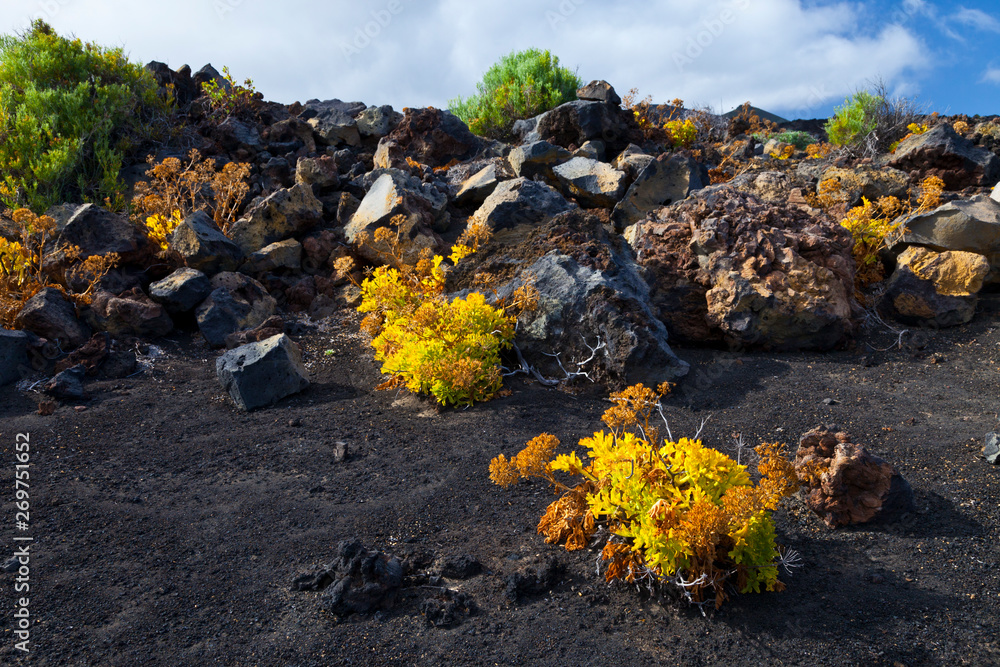 Vegetación en lavas volcánicas. Pueblo Las Caletas. Isla La Palma ...