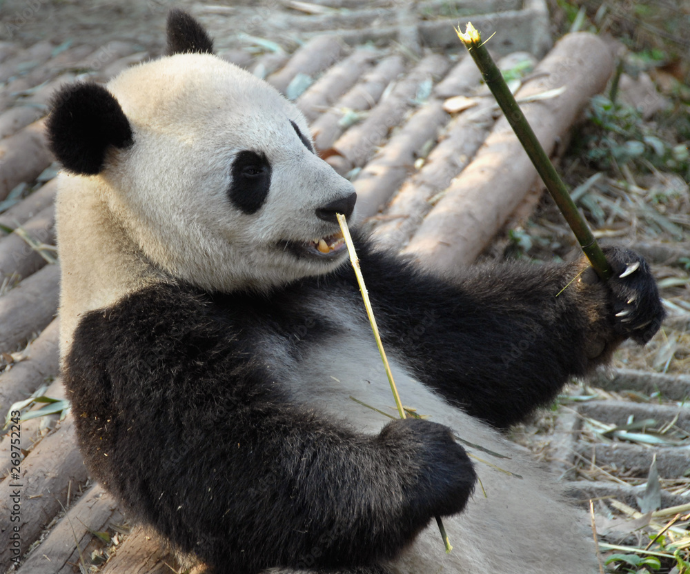 Giant Panda at Chengdu Panda Reserve (Chengdu Research Base of Giant ...